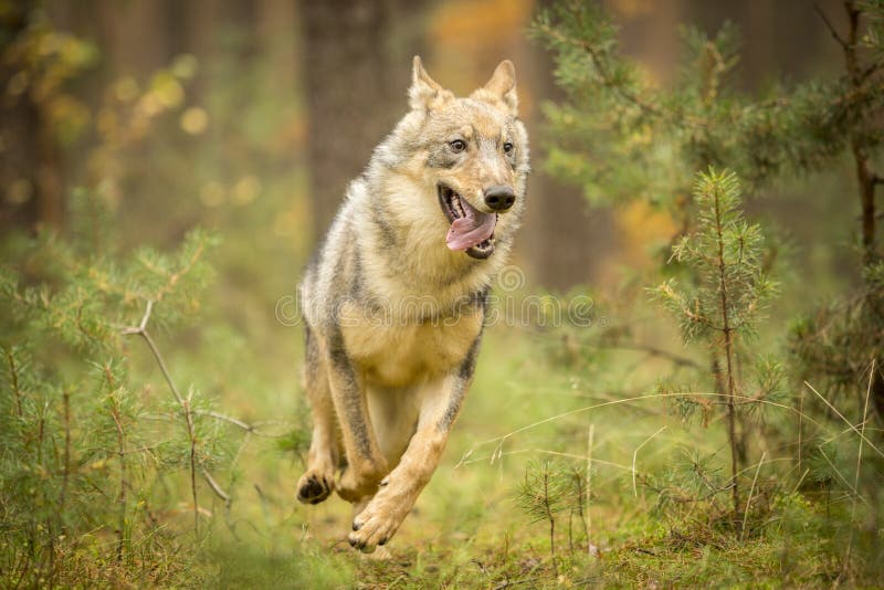 Young wolf stock photo. Image of forest, nature, gray - 103182366