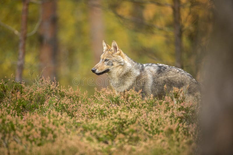 Young Wolf Staring at Its Pray. Isolated. Stock Photo - Image of pray ...