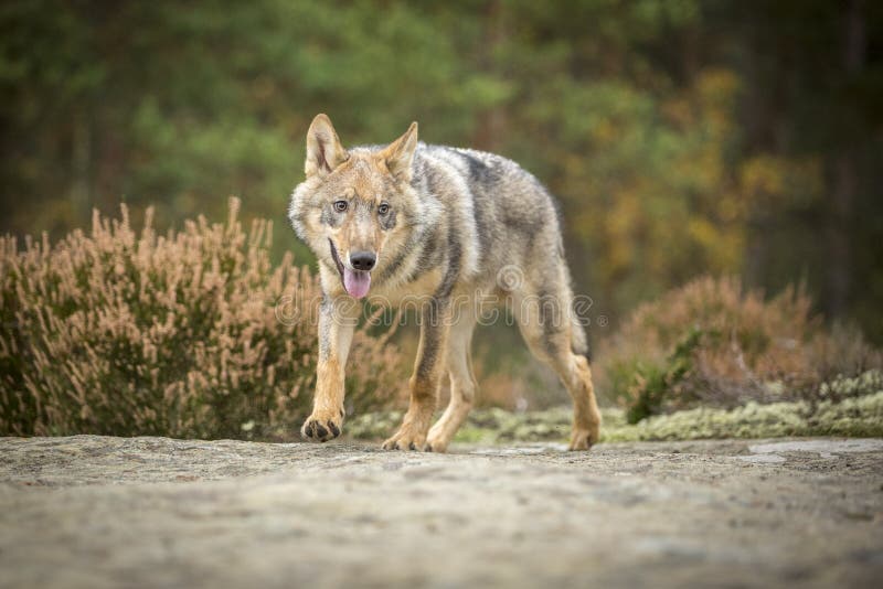 Young wolf stock photo. Image of canis, young, winter - 103182400