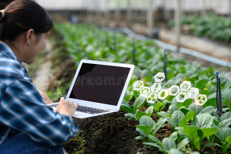 Young Woman Analyzing Farming Data on a Laptop in a Vegetable Field ...