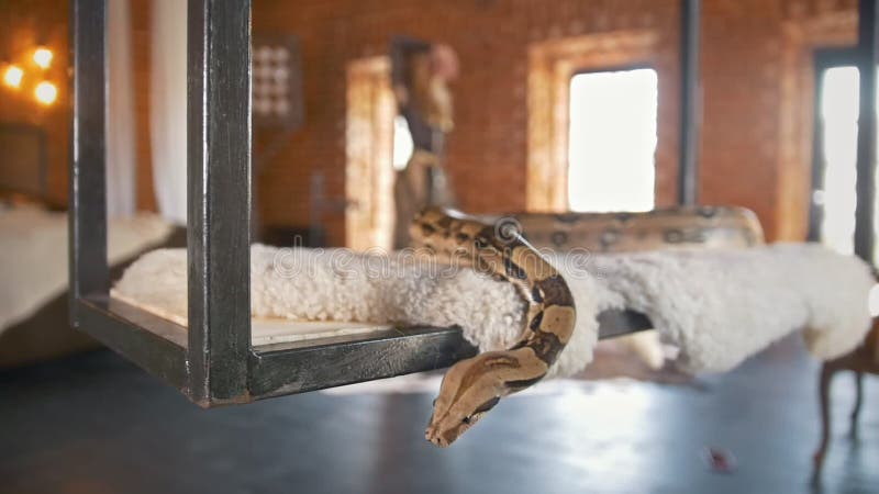 Young Woman Dances a Belly Dance in Front of a Snake in a Studio Stock ...