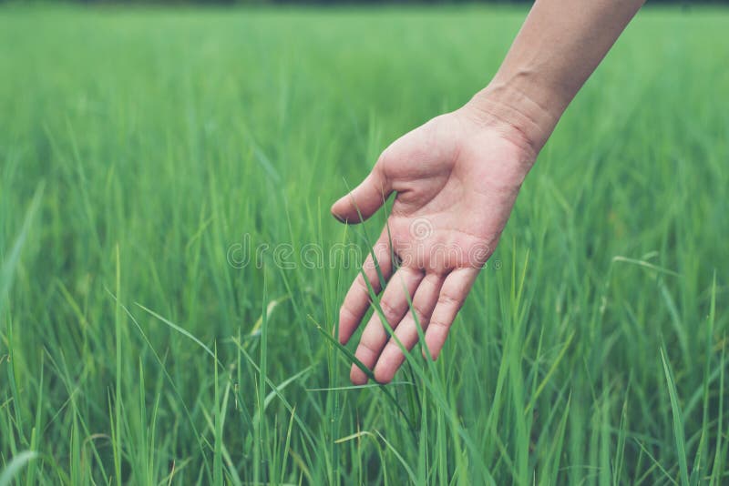 Young Woman Hand Touching Enjoy with Green Grass. Stock Photo - Image ...