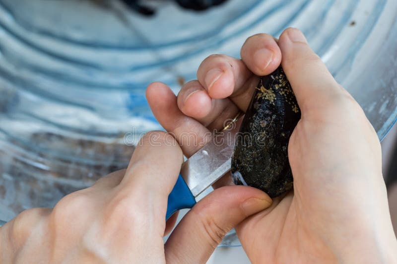 Young Woman Hands Opening Fresh Mussel Shell with a Knife Stock Image ...