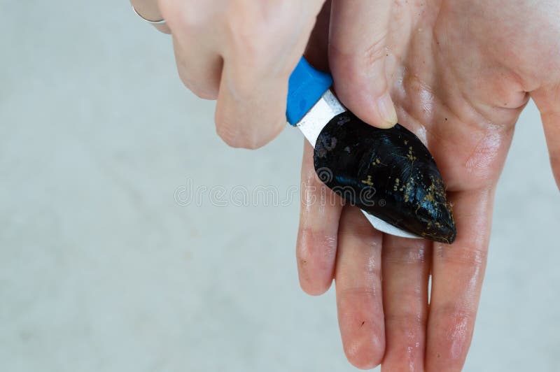 Young Woman Hands Opening Fresh Mussel Shell with a Knife Stock Image ...