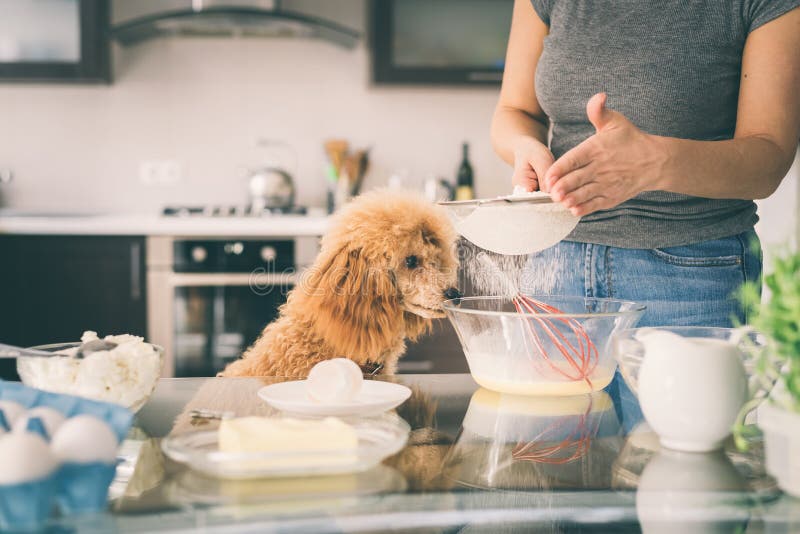 Woman with Her Dog is Making Breakfast . Stock Image - Image of ...