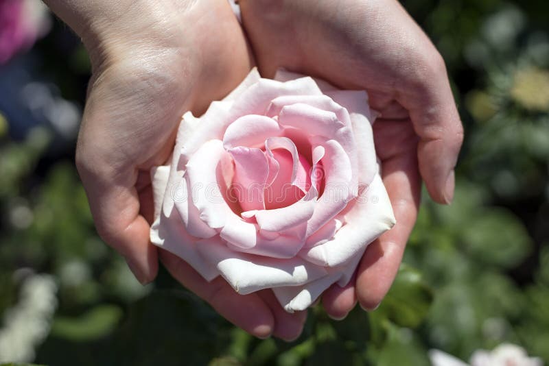 Young Woman is Holding Beautiful Rose in the Hands Stock Image - Image ...