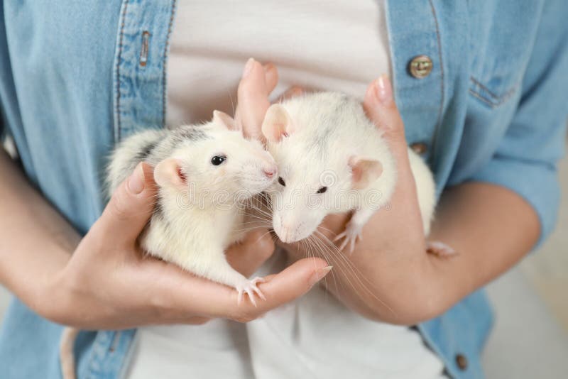 Young Woman Holding Cute Small Rats Stock Photo - Image of cute, fluffy ...