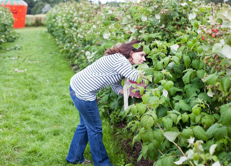 Young Woman on Organic Raspberry Farm in Summer Stock Photo - Image of ...