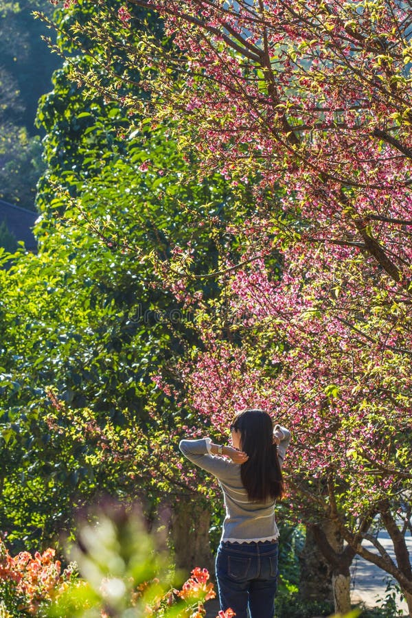 Young Woman Standing Undwe Wild Himalayan Cherry Tree. Editorial Image ...
