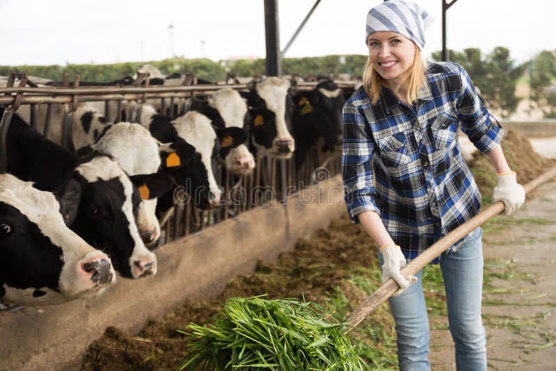 Veterinary Technician Working With Cows In Livestock Farm Stock Photo ...