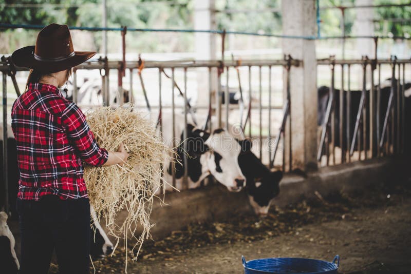 Young Woman Working with Hay for Cows on Dairy Farm Editorial ...