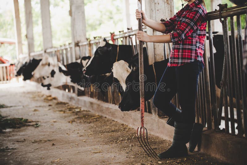 Young Woman Working with Hay for Cows on Dairy Farm Stock Image - Image ...