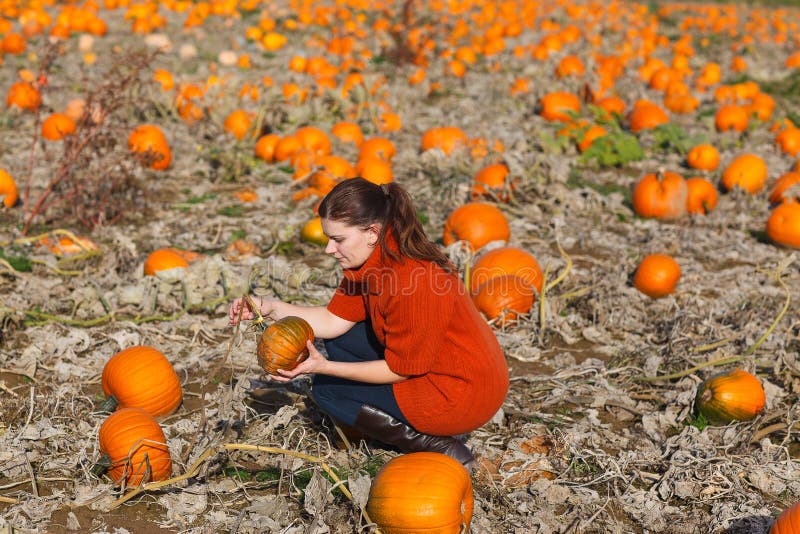 Young Woman Working on Pumpkin Field Stock Image - Image of october ...