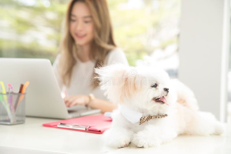 The Young Woman is Working Remotely. Young Woman with Her Dog Working ...