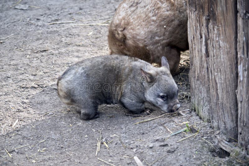 Wombat Mother Baby Stock Photos - Free & Royalty-Free Stock Photos from ...