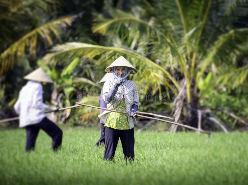 Cultivating Rice in Vietnam 2 Editorial Stock Photo - Image of ...
