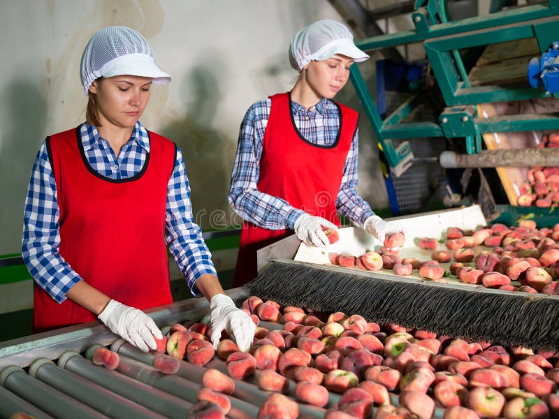 Young Women in Uniform Working on Peaches Sorting Line at Warehouse ...