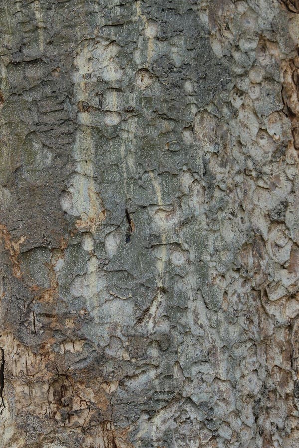 Wood Texture for Background Stock Photo - Image of design, exterior ...