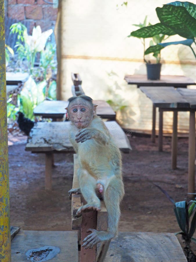 A Young Wooden Monkey Sits on a Table on a Table Stock Photo - Image of ...