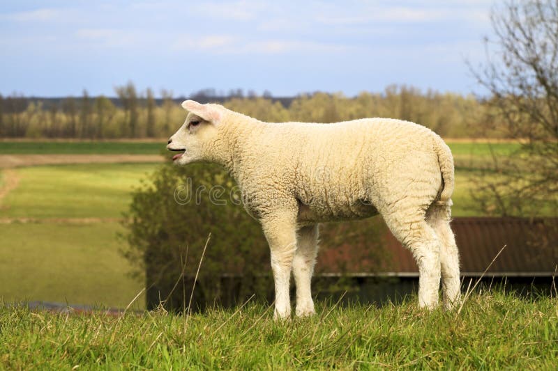 Young wooly lamb bleating stock image. Image of grass - 20286393