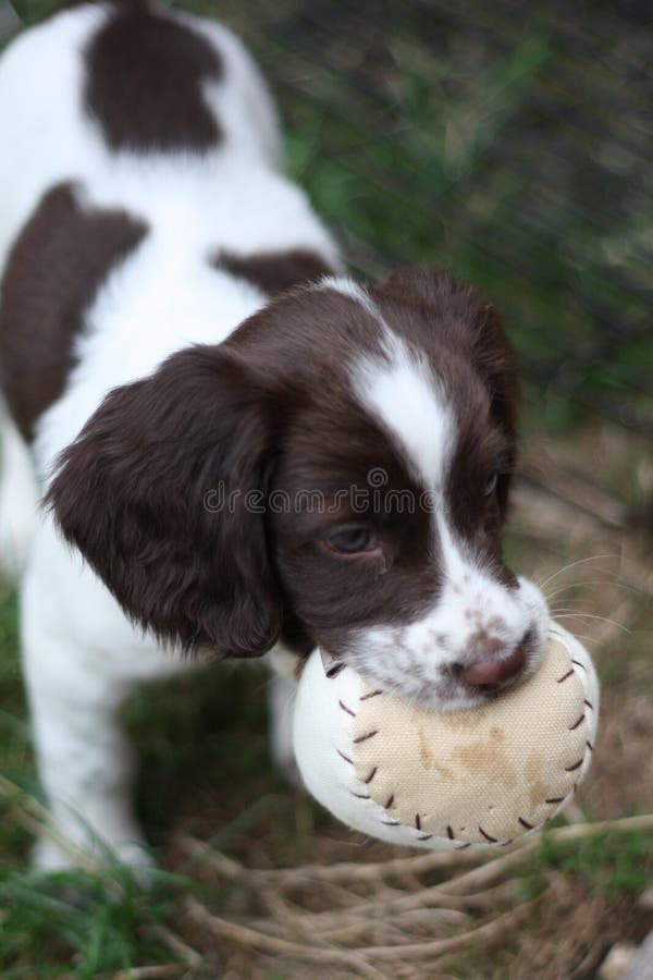 A Young Working Type English Springer Spaniel Puppy Playing with a ...
