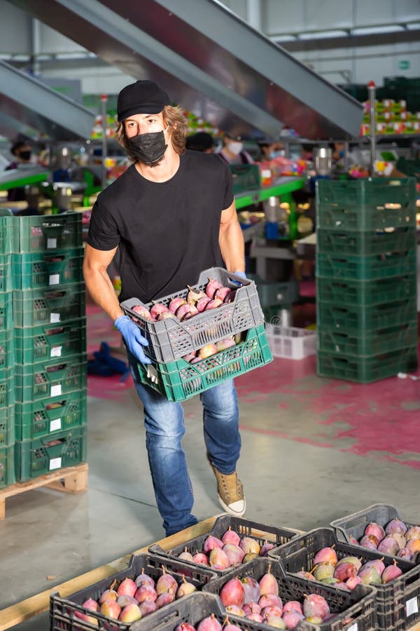 Young Workman Stacking Boxes with Mangoes Stock Photo - Image of mangos ...