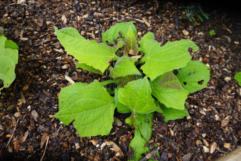 Young Yacon Plant. Peruvian Ground Apple Growing in the Vegetable ...