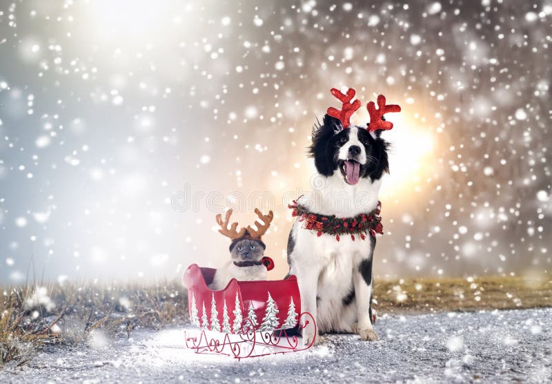 Young Yakutian Laika Siamese Cat Stock Photos - Free & Royalty-Free ...