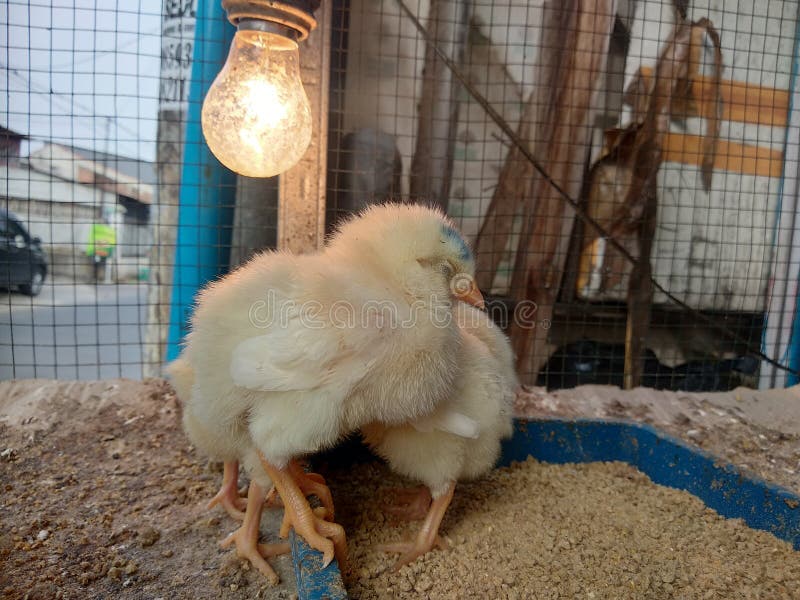 Young Yellow Baby Chicks are in the Coop and they are Sleepy Stock ...