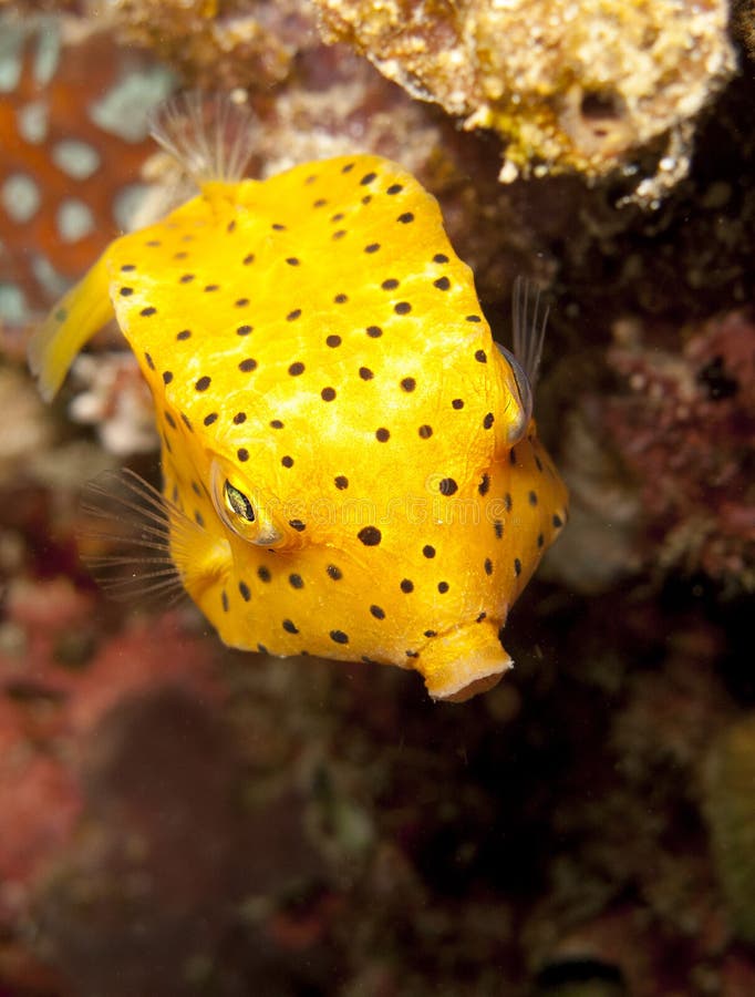 Juv yellow boxfish stock photo. Image of scuba, fauna - 31330856