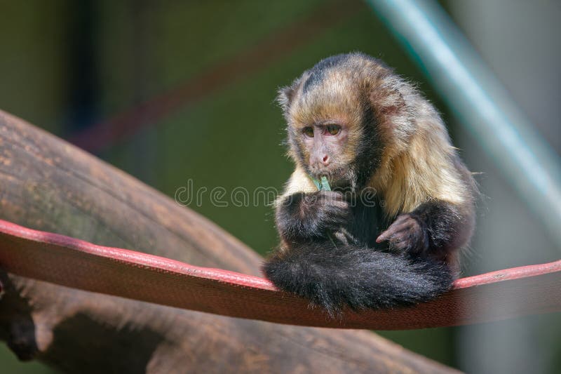 Young Yellow-breatsed Capuchin at the Zoo Stock Photo - Image of ...
