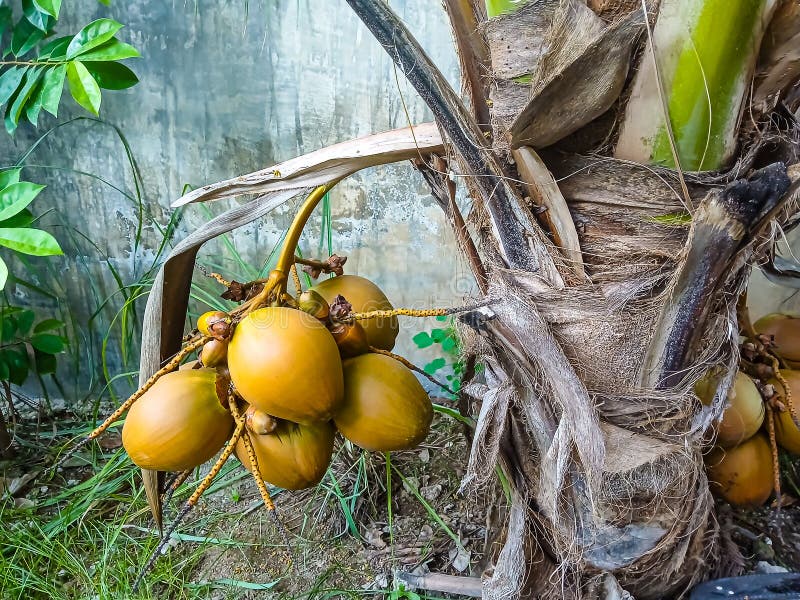 The Young Yellow Coconut Growing in the Yard Has Refreshing Water Stock ...