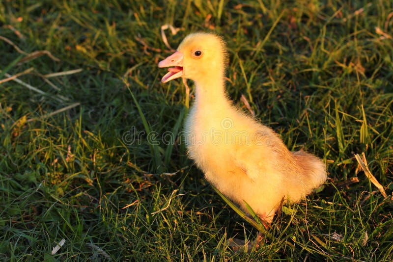 Beak of Newborn Gosling Hatching Out of the Egg Stock Photo - Image of ...