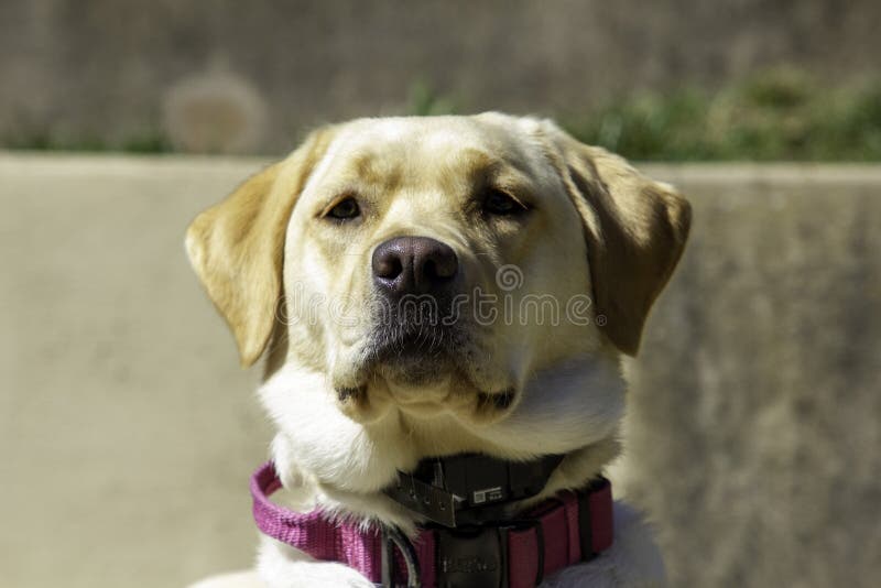 A Young Yellow Labrador Retriever Stock Image - Image of labrador ...