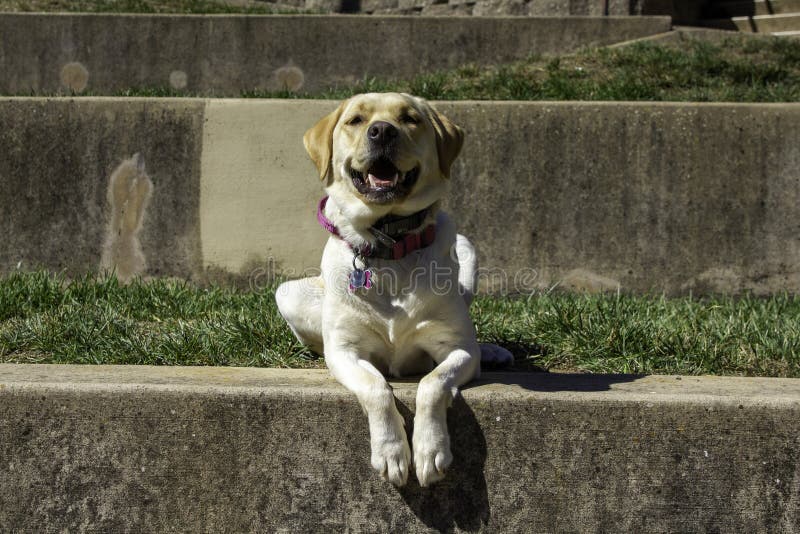 A Young Yellow Labrador Retriever Stock Photo - Image of domestic ...