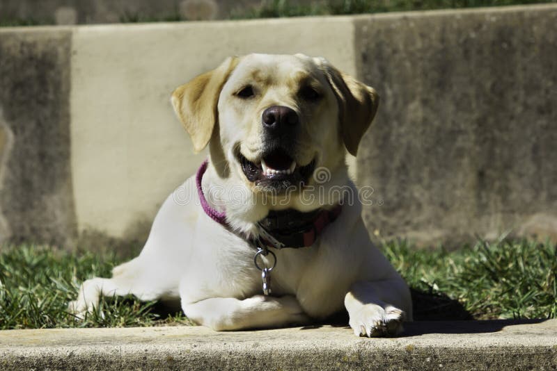 A Young Yellow Labrador Retriever Stock Image - Image of friendly ...