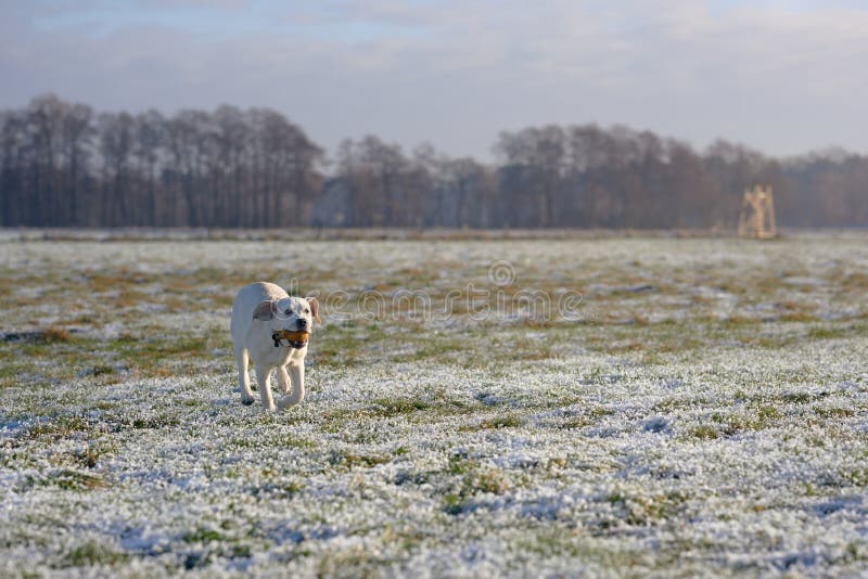 Young Yellow Labrador Retriever Running Towards the Camera Stock Image ...