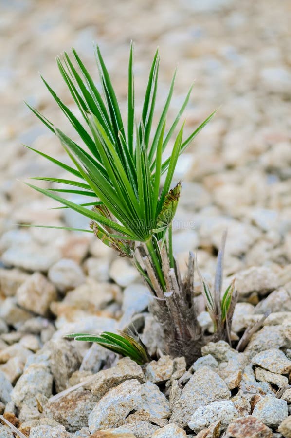Young Yucca Plant stock image. Image of petals, white - 38805265