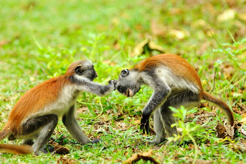 Zanzibar Red Colobus stock image. Image of forest, african - 17457267 Zanzibar Red Colobus stock image. Image of forest, african - 17457267