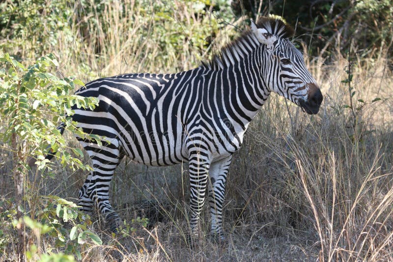 Zebra taking dust bath stock image. Image of african, taking - 7692171