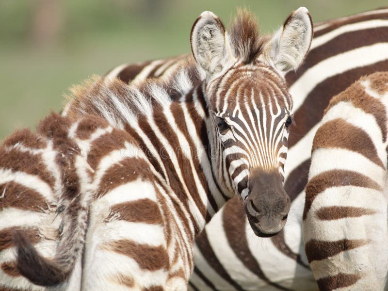 Young Zebra stock photo. Image of wildlife, mane, wilderness - 12856146