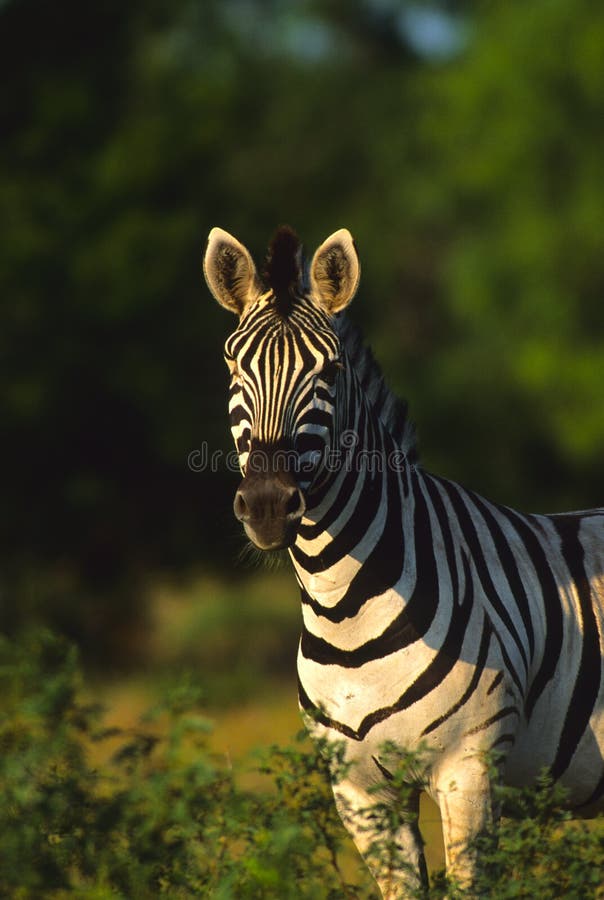 235 Zebra Facing Stock Photos - Free & Royalty-Free Stock Photos from ...