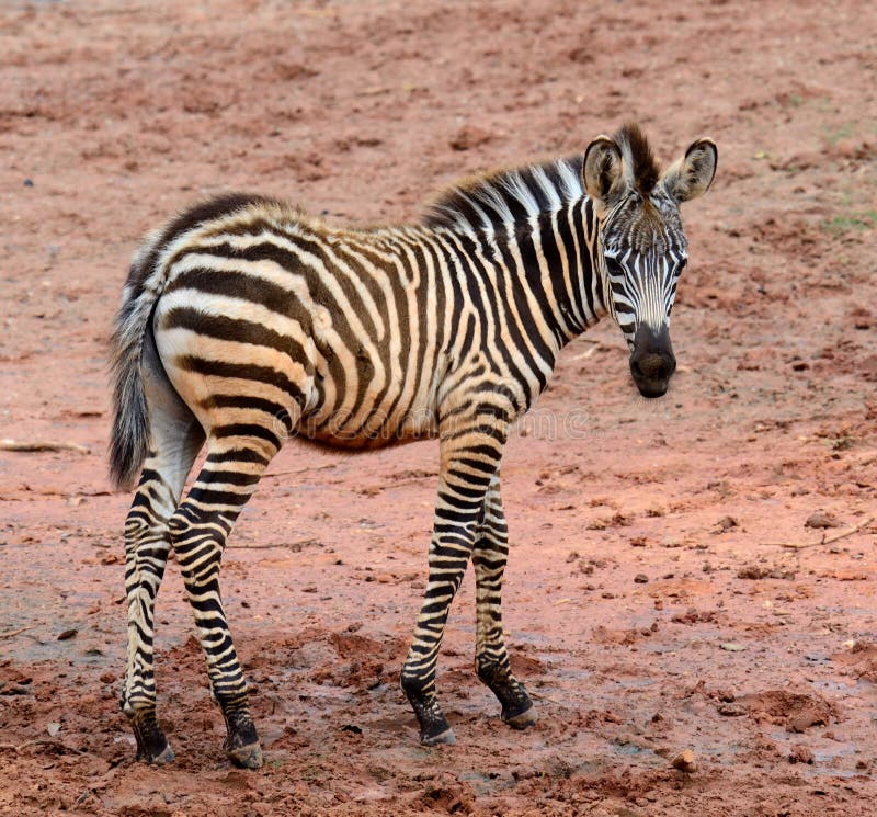 Young Zebra Lying Down On The Back Stock Photo - Image of horizontal ...