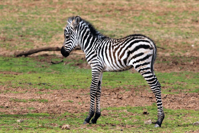 Young Zebra Lying Down On The Back Stock Photo - Image of horizontal ...
