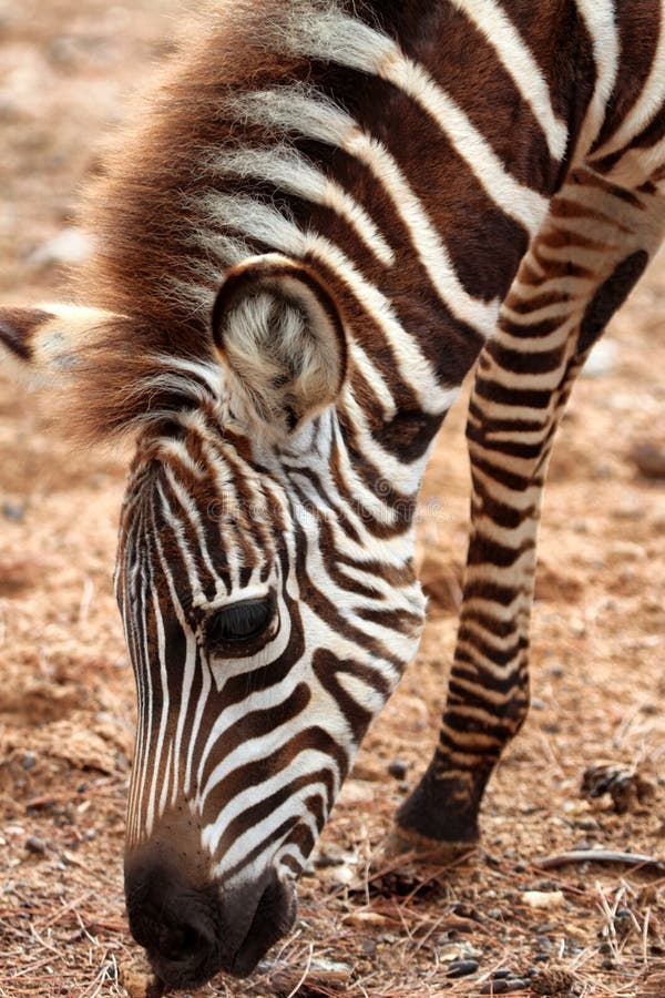 Young zebra eating stock photo. Image of closeups, skin - 31826592
