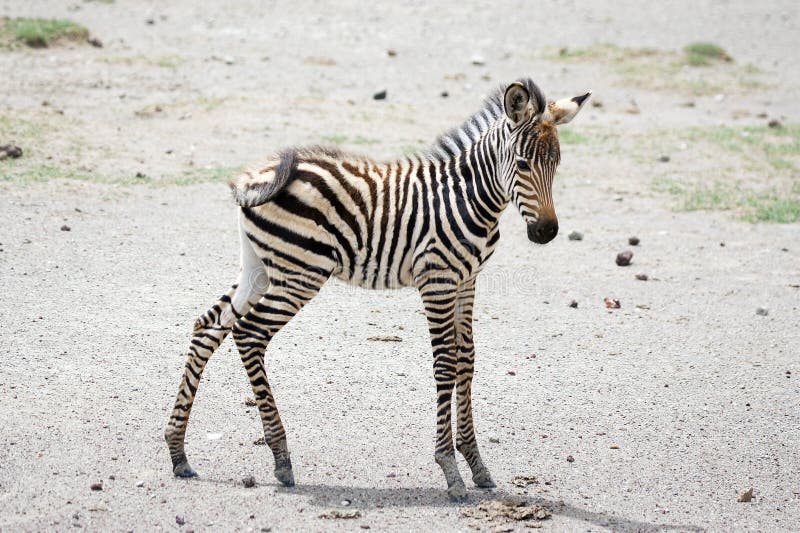 Young Zebra (Equus Burchelli) Stock Image - Image of bush, game: 19776667