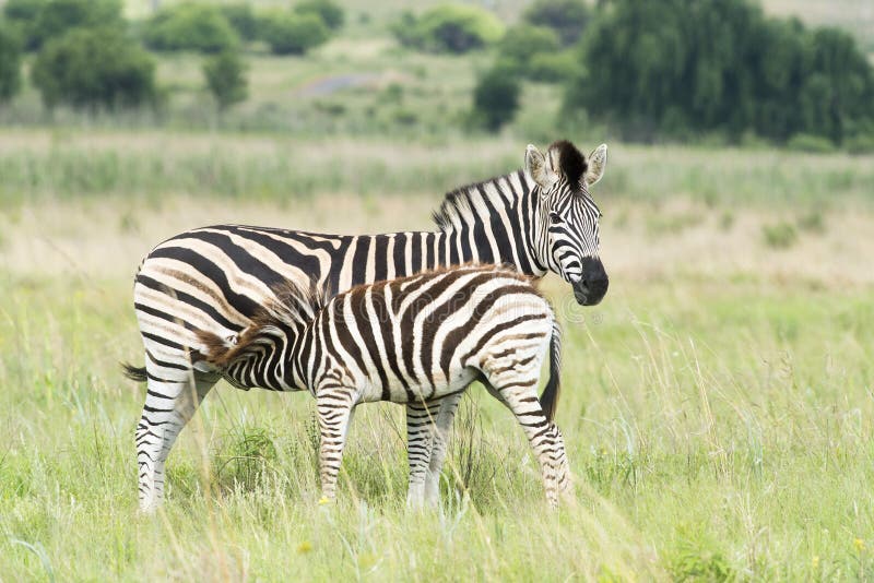 Young zebra feeding stock image. Image of reserve, plains - 35902797