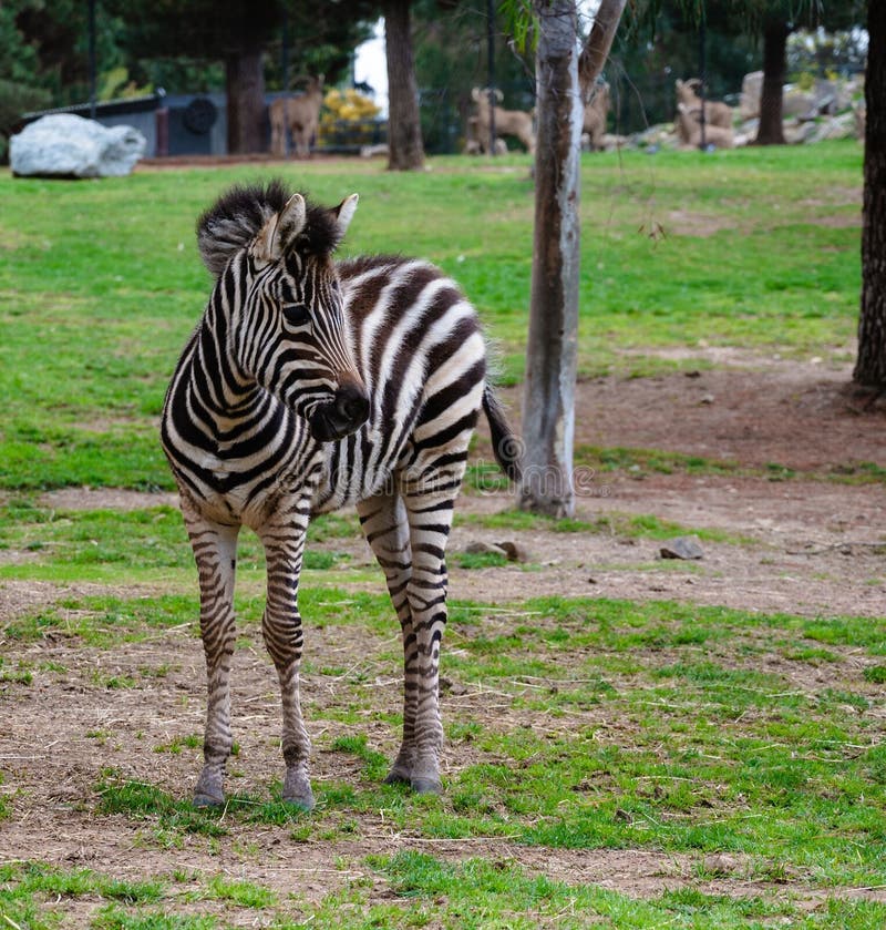 Young Zebra on a Field in a Zoo Stock Photo - Image of young, rural ...