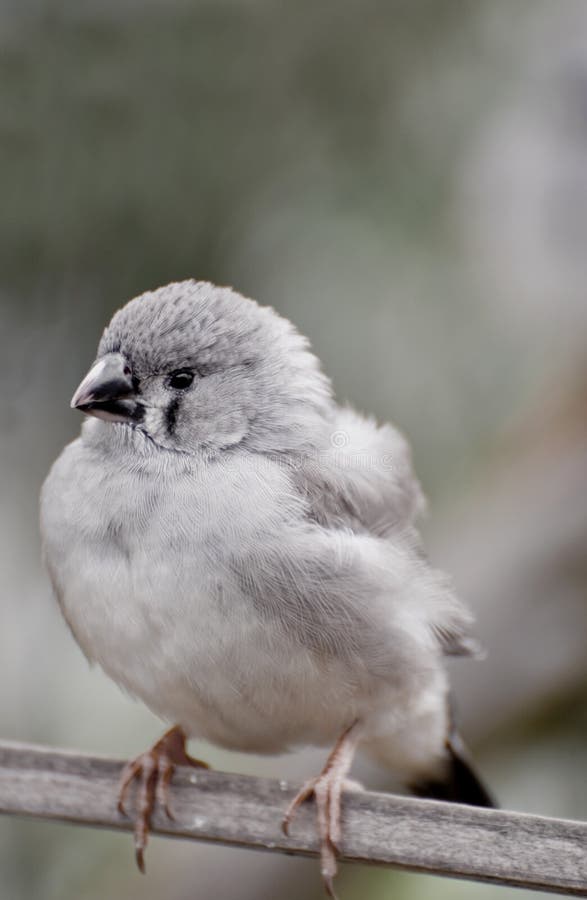 Fledgling Zebra Finches stock image. Image of husbandry - 95676127