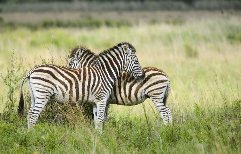 Young Zebra in Morning Light Stock Photo - Image of black, south: 35902358
